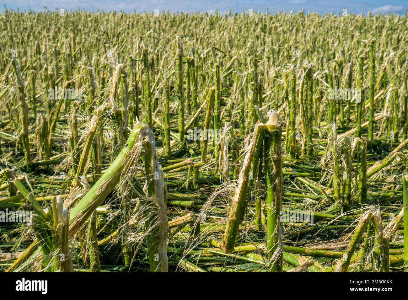 Hail damage and heavy rain destroys agriculture Stock Photo - Alamy
