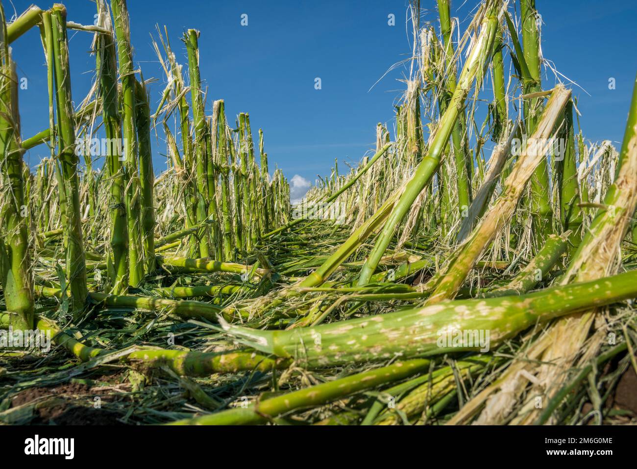 Hail damage and heavy rain destroys agriculture Stock Photo - Alamy