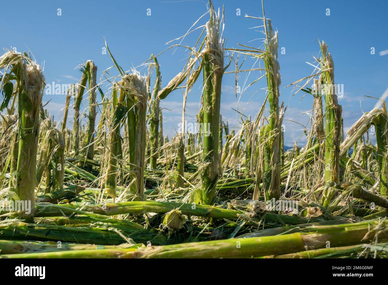 Hail damage and heavy rain destroys agriculture Stock Photo - Alamy