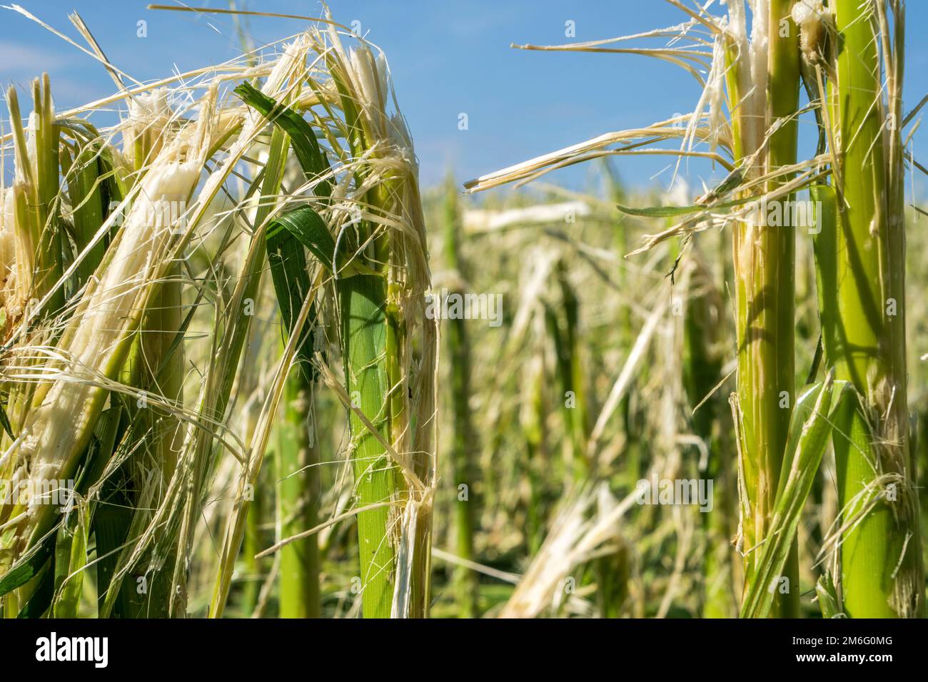 Hail damage and heavy rain destroys agriculture Stock Photo - Alamy