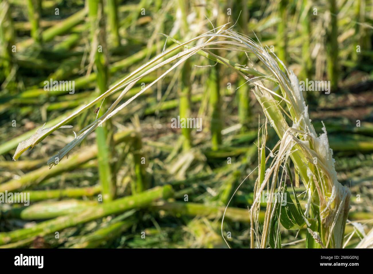 Hail damage and heavy rain destroys agriculture Stock Photo - Alamy