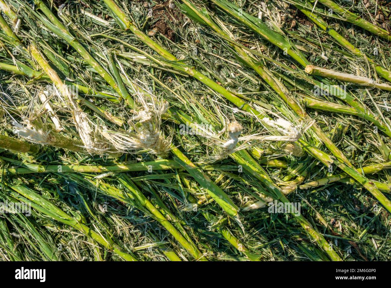 Hail damage and heavy rain destroys agriculture Stock Photo - Alamy