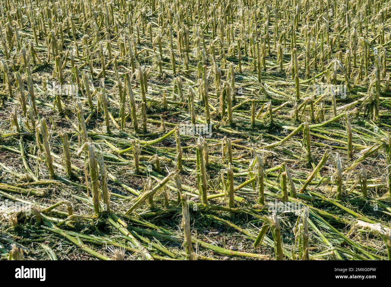 Hail damage and heavy rain destroys agriculture Stock Photo - Alamy