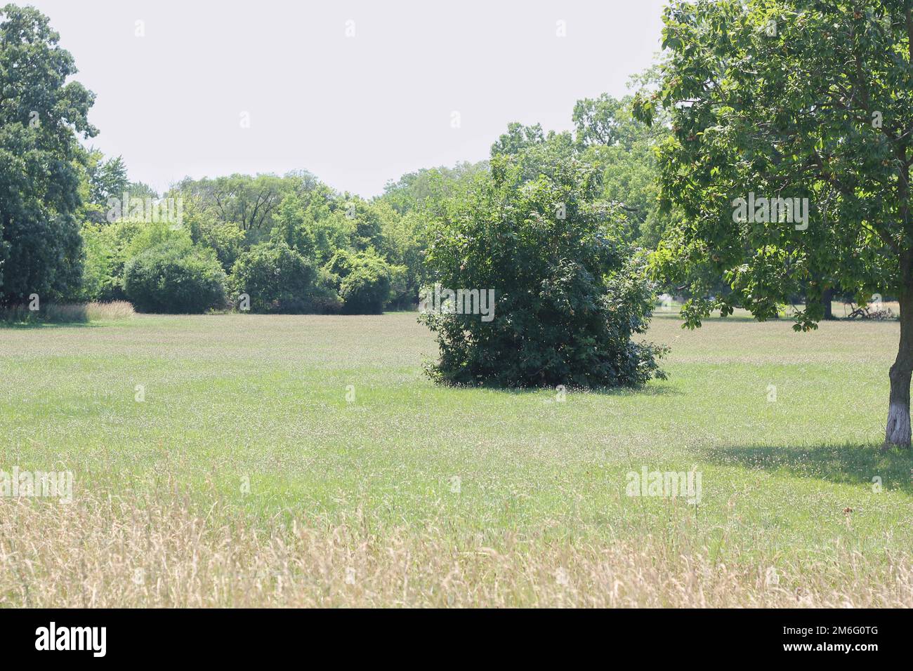 Typical common field in the summer parks Stock Photo - Alamy