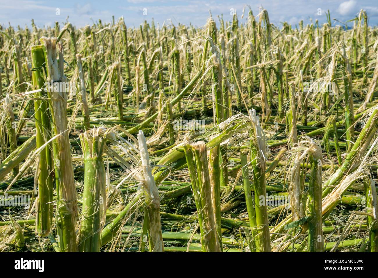 Hail damage and heavy rain destroys agriculture Stock Photo - Alamy