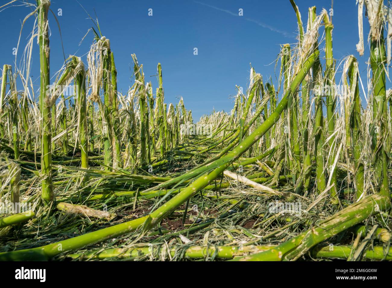 Hail damage and heavy rain destroys agriculture Stock Photo - Alamy
