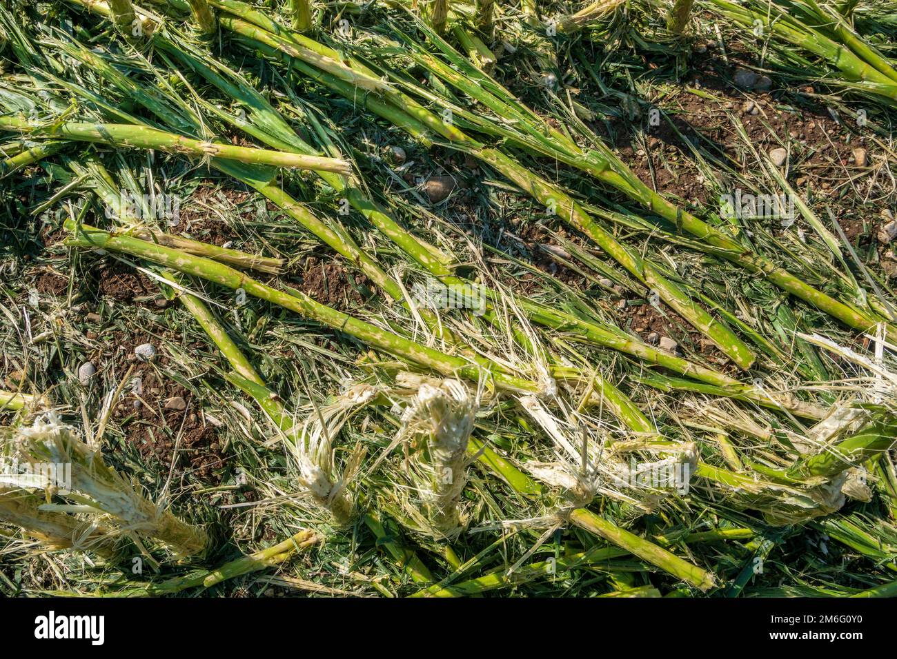 Hail damage and heavy rain destroys agriculture Stock Photo - Alamy