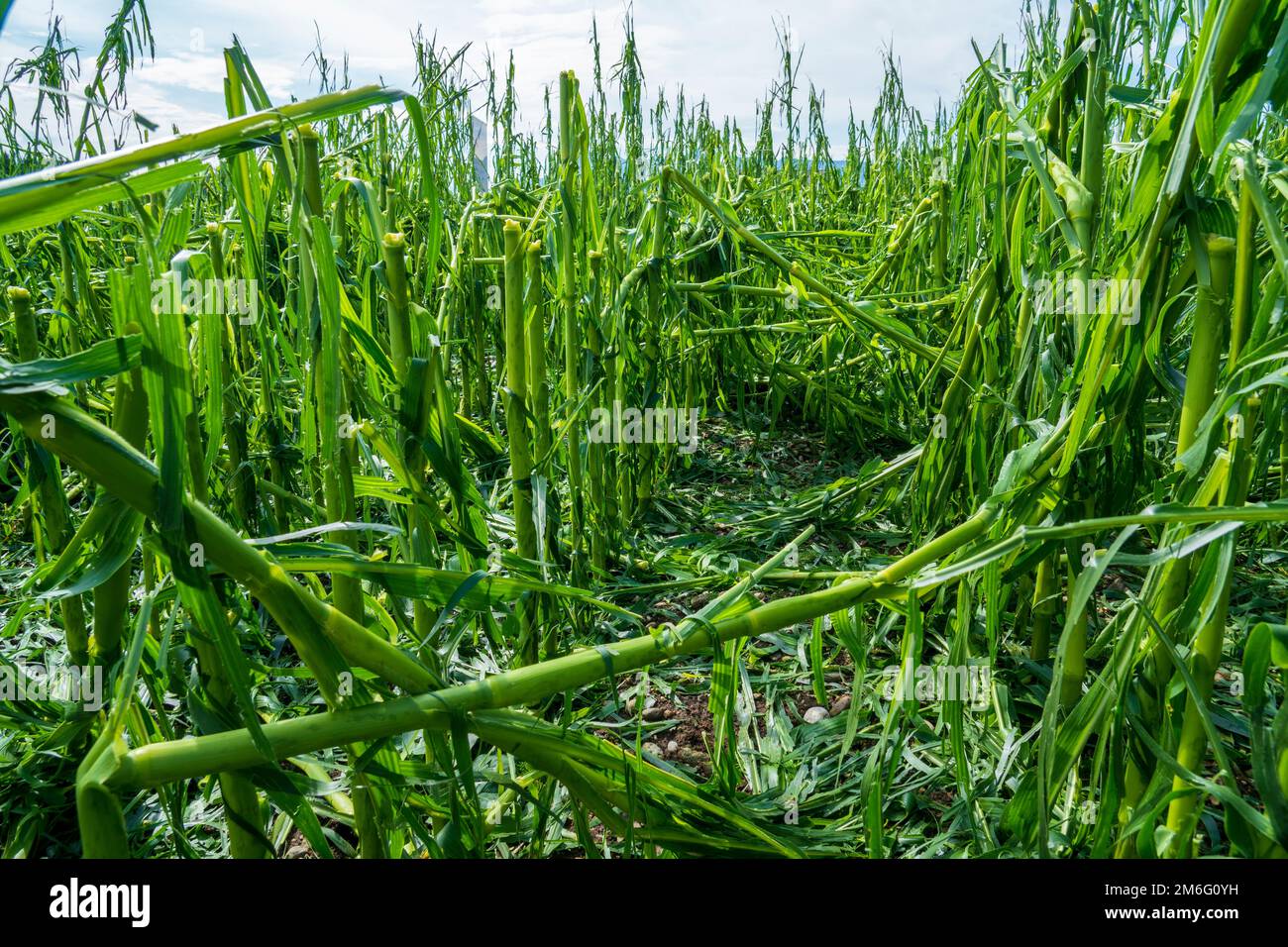 Hail damage and heavy rain destroys agriculture Stock Photo - Alamy
