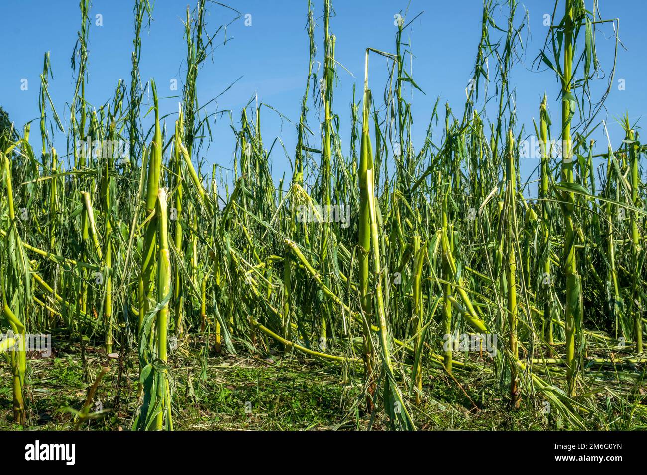 Hail damage and heavy rain destroys agriculture Stock Photo - Alamy