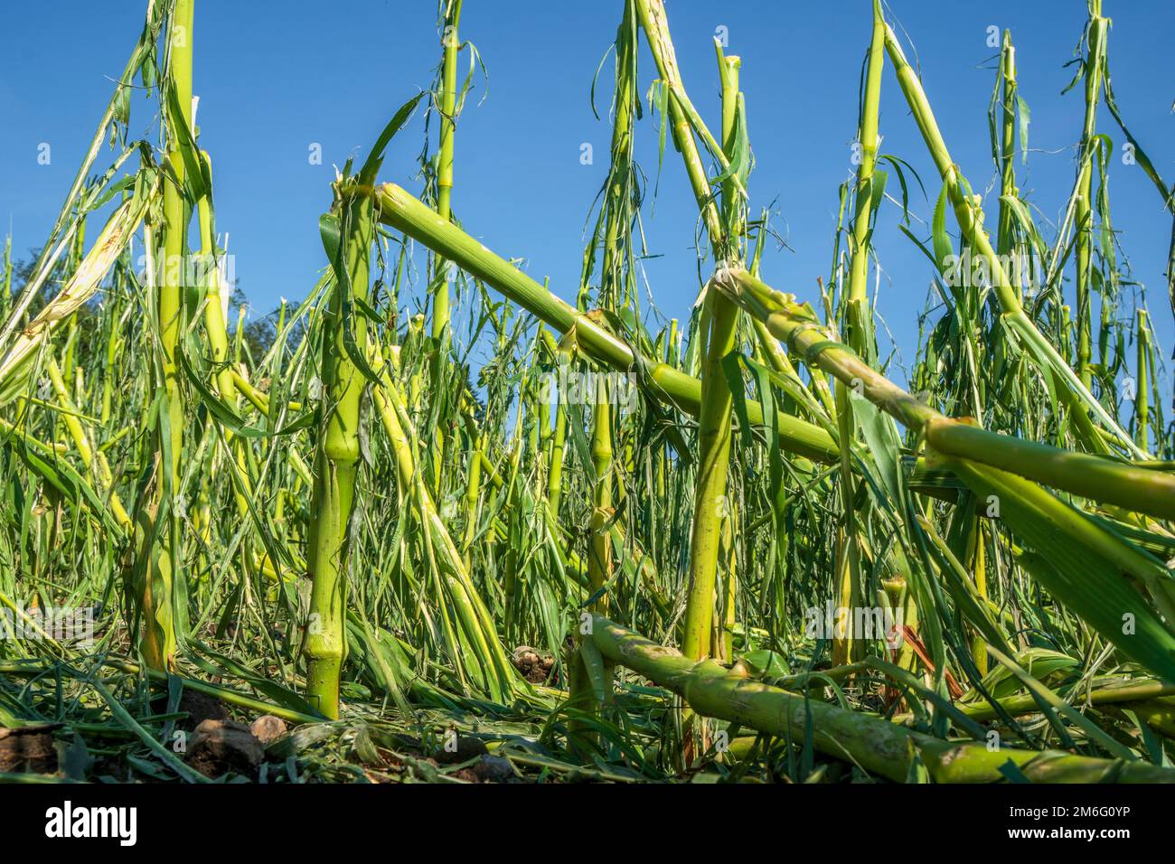 Hail damage and heavy rain destroys agriculture Stock Photo - Alamy