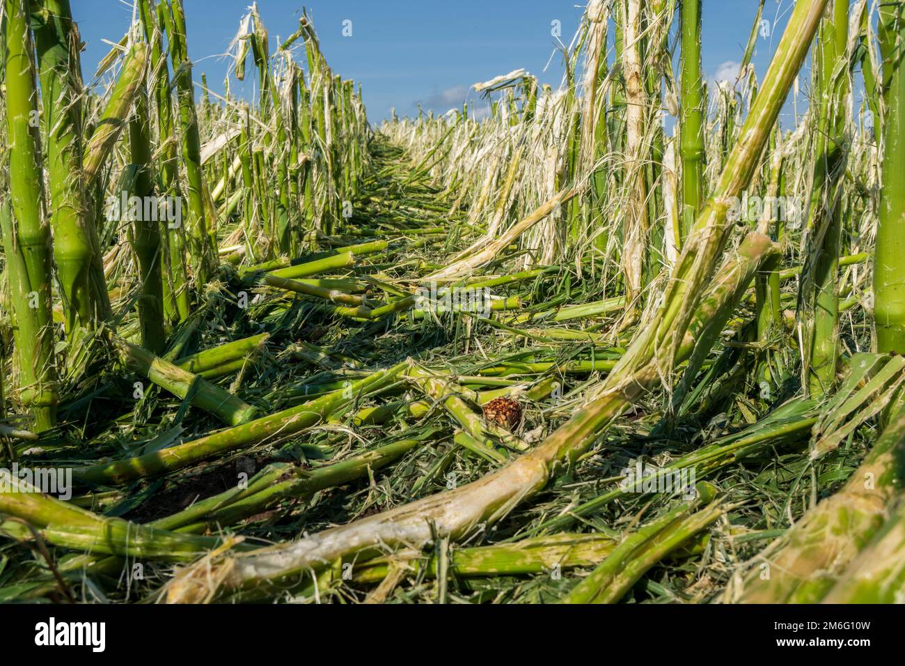Hail damage and heavy rain destroys agriculture Stock Photo - Alamy