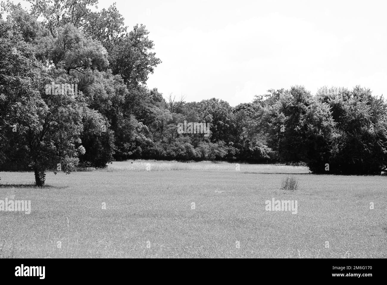 Typical common field in the summer parks in a black and white ...