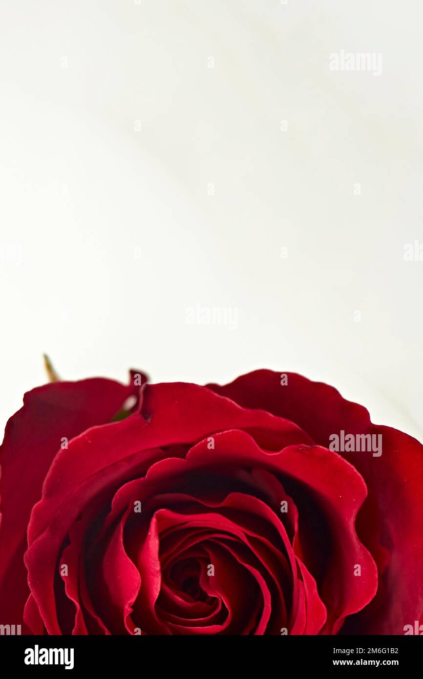 Valentine's Day. Flowers composition. frame made of rose flowers ...