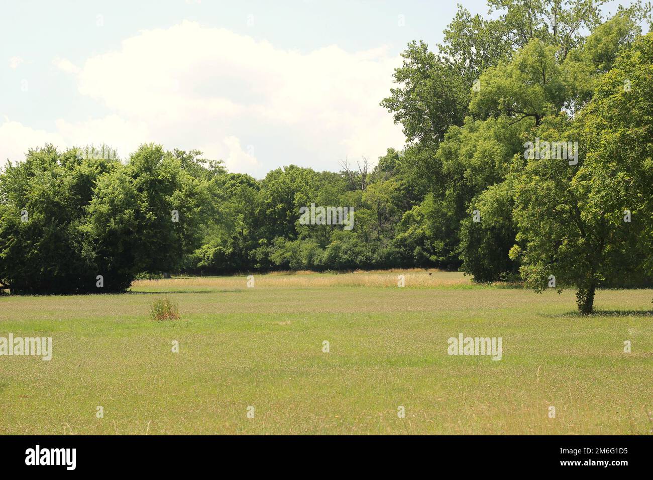Typical common field in the summer parks Stock Photo - Alamy
