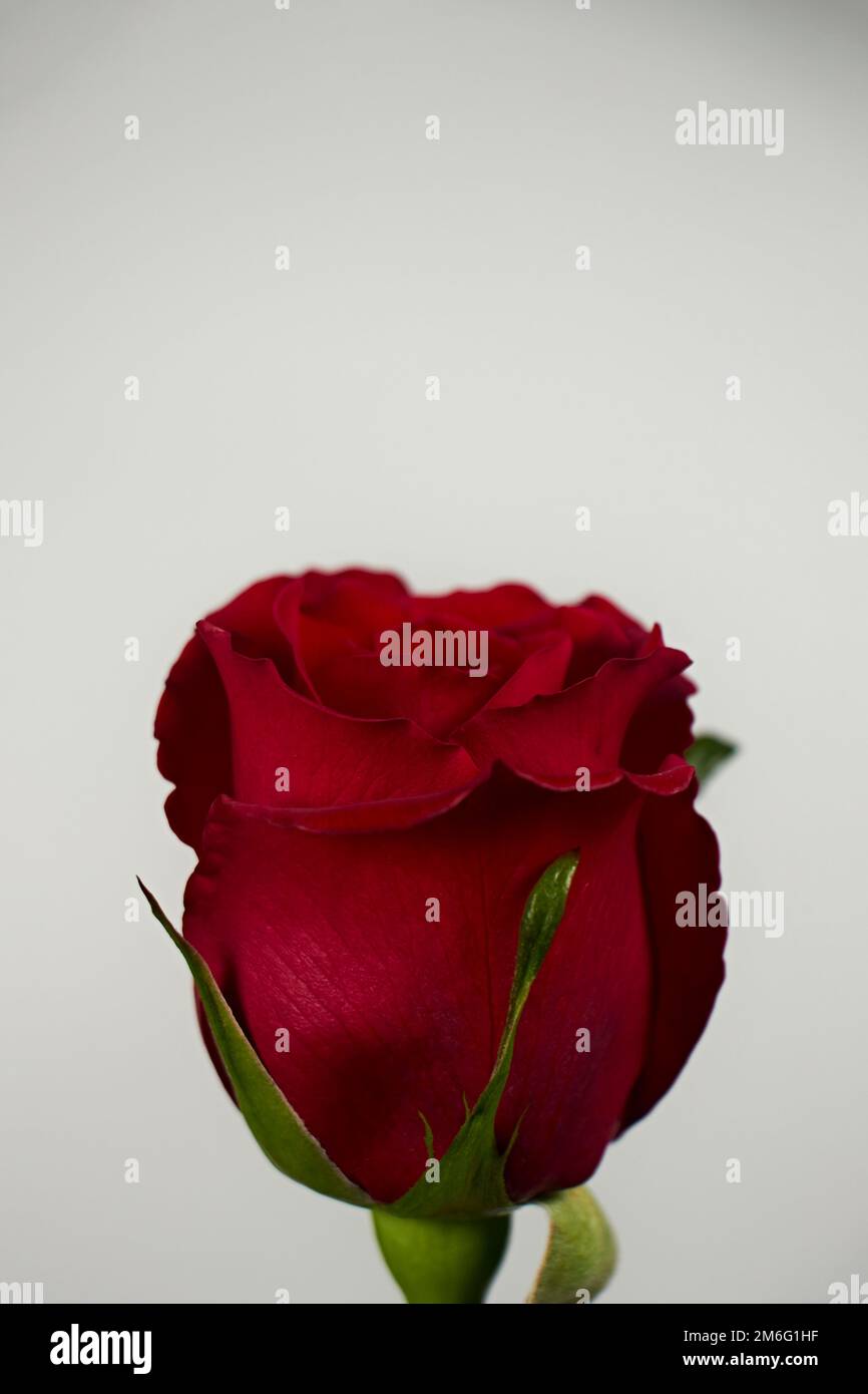 Valentine's Day. Flowers composition. frame made of rose flowers ...