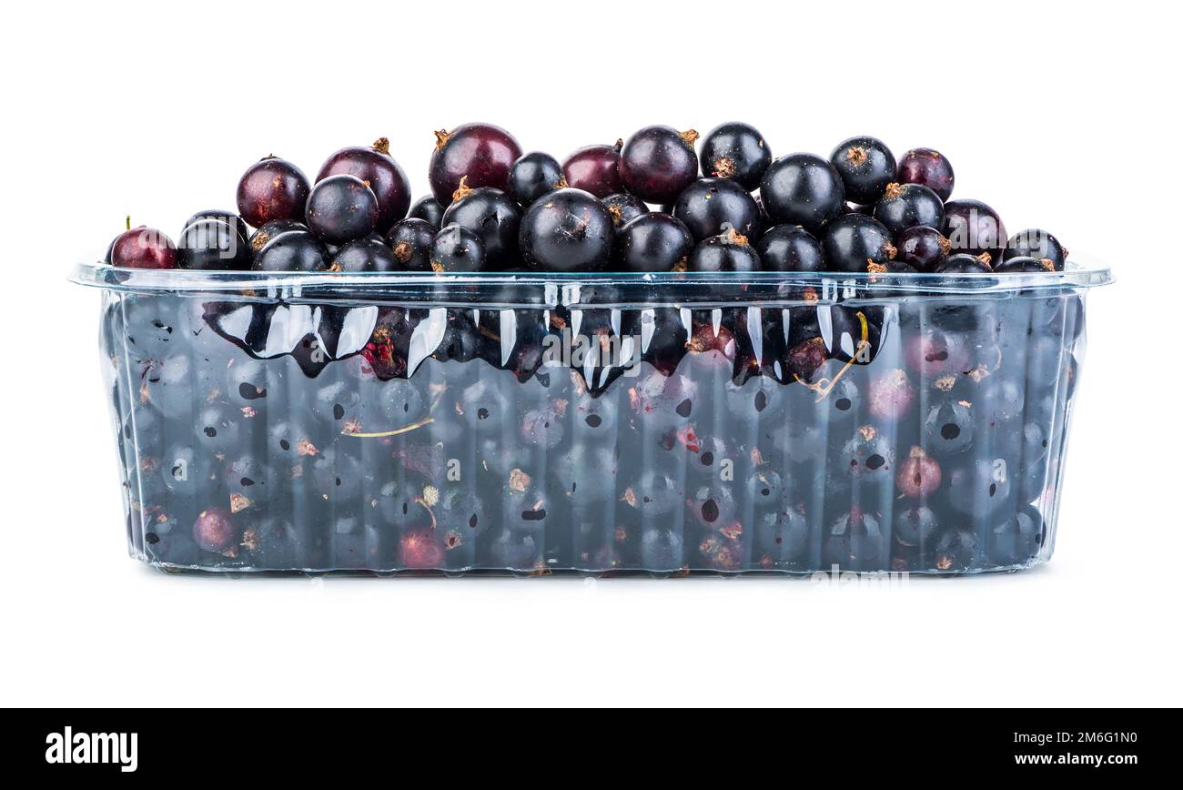 Black currant plant container hi-res stock photography and images - Alamy