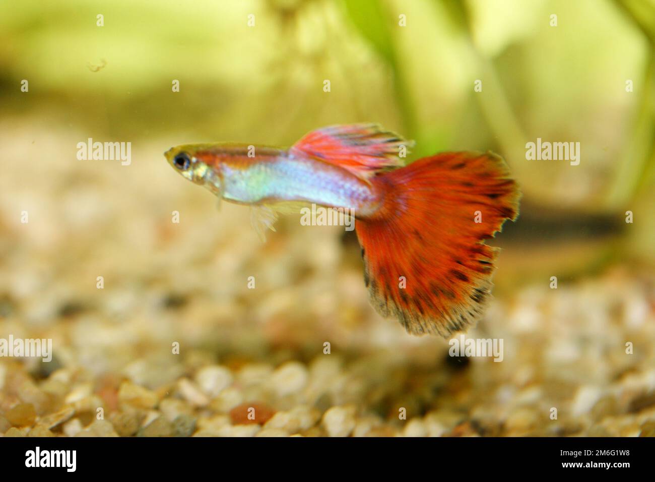 Guppy (Poecilia reticulata Stock Photo - Alamy