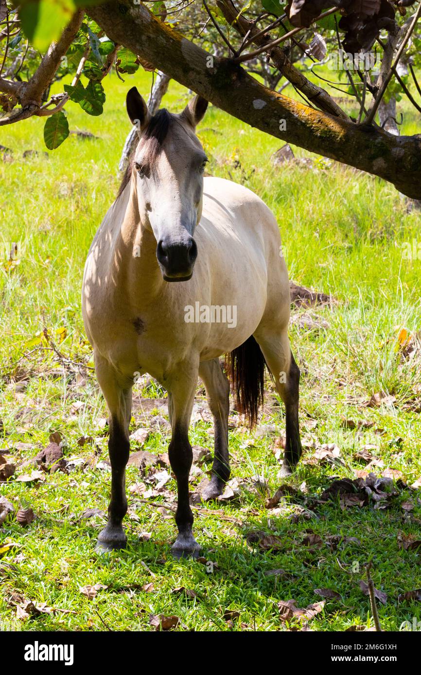 Panama Dolega, horse watching in camera Stock Photo - Alamy