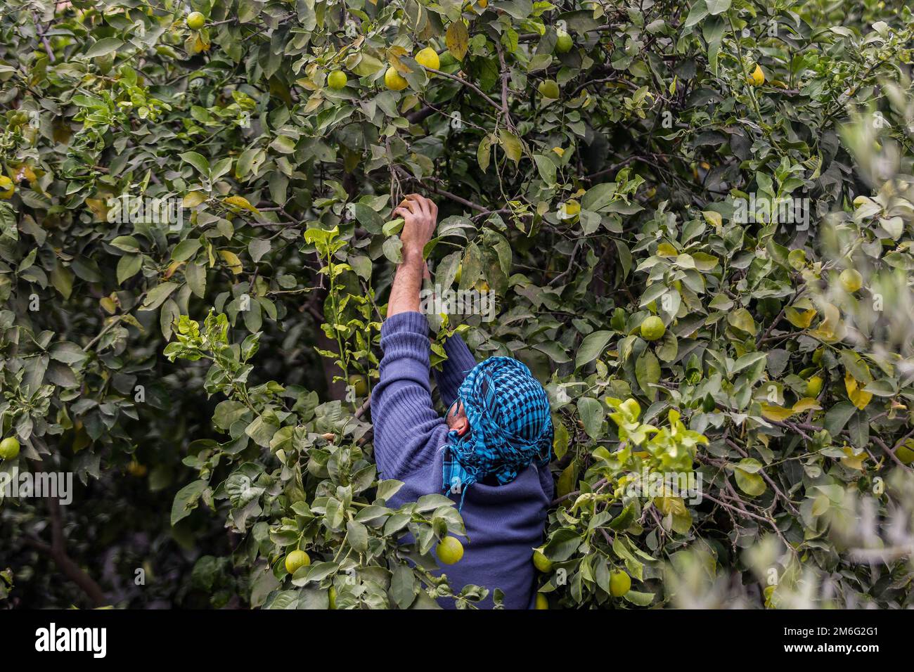 A farmer picks fresh fruits from a tree during the citrus harvest ...