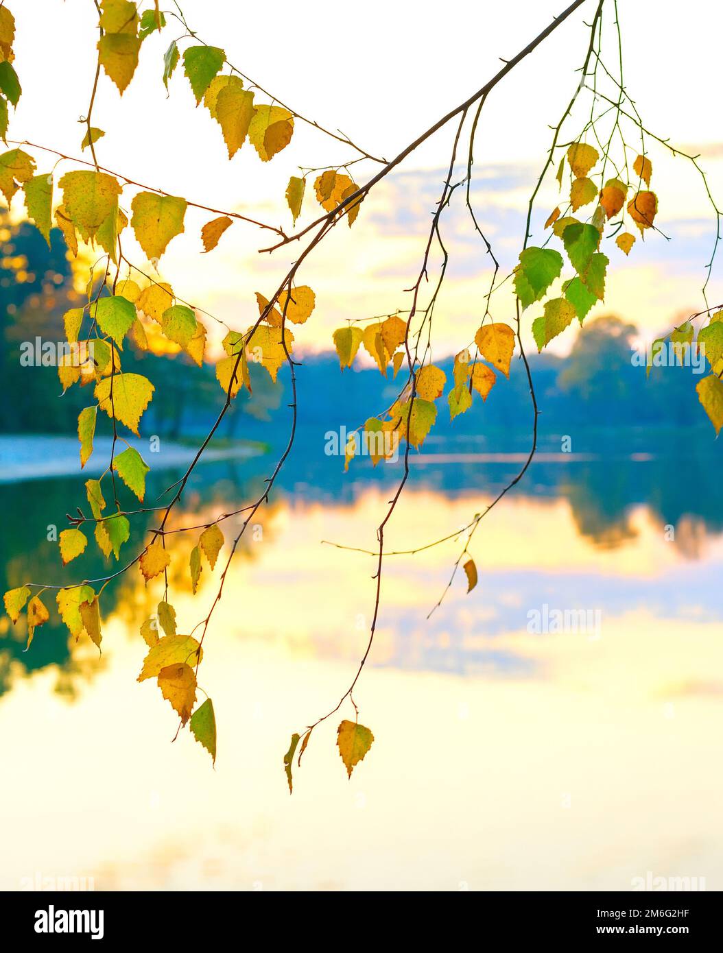 Autumn birch tree leaves water Stock Photo - Alamy