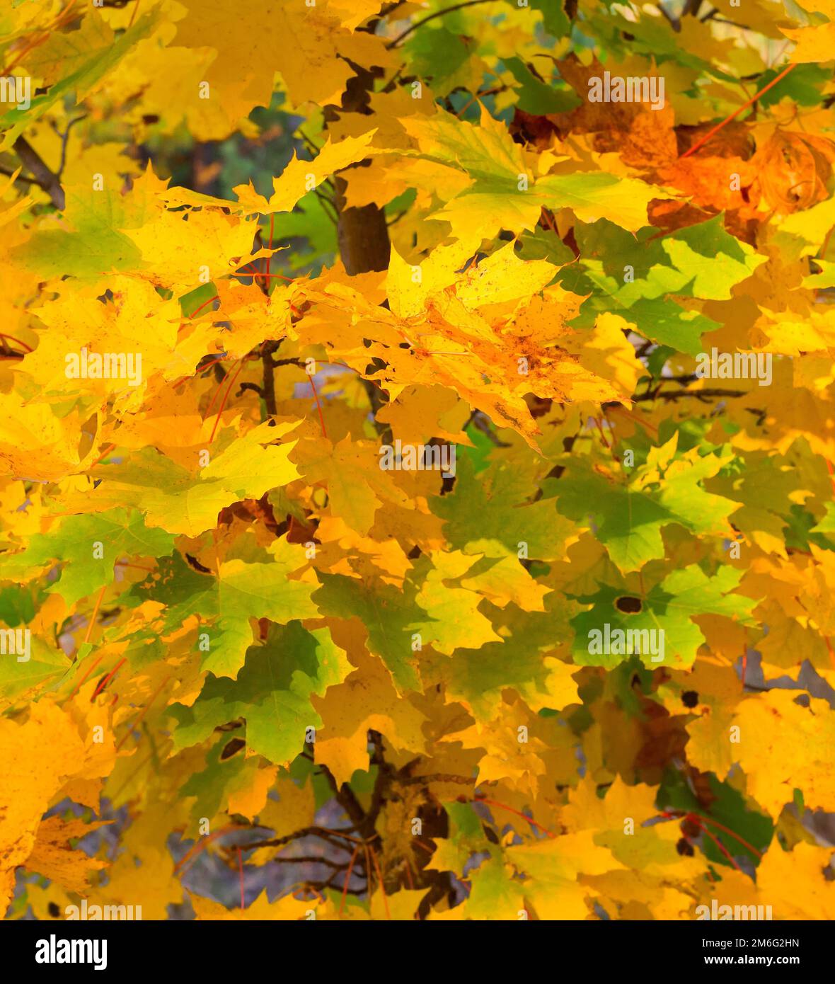 Tree leaves sunset hi-res stock photography and images - Alamy