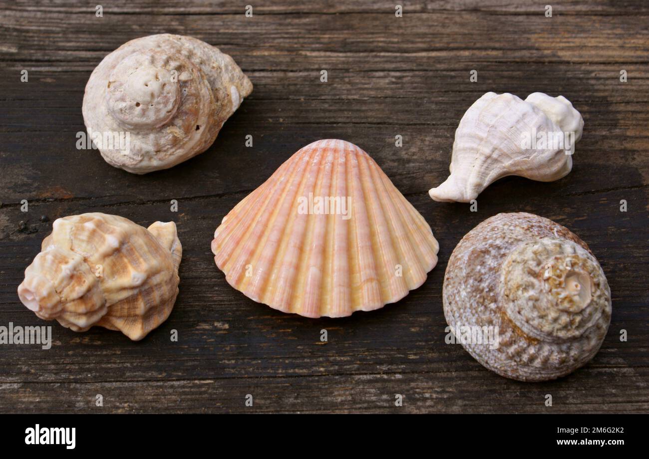 Sea Shells White Base Molding