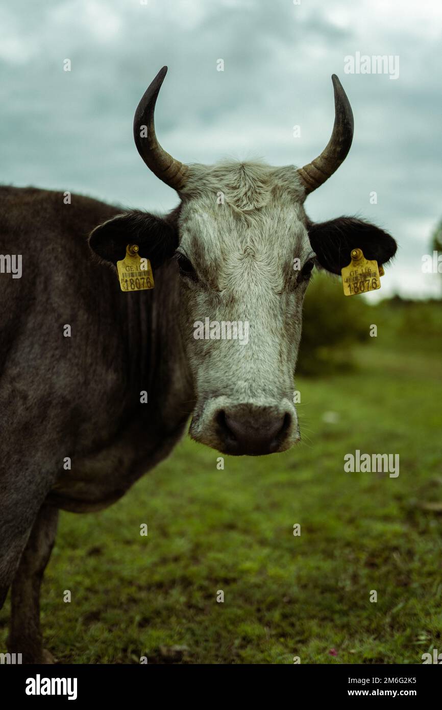 A closeup of a Gascon breed cow against the blurred green background ...