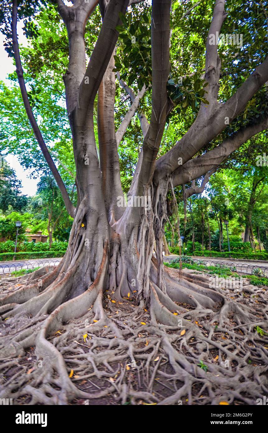 Old mighty rubber tree Stock Photo - Alamy