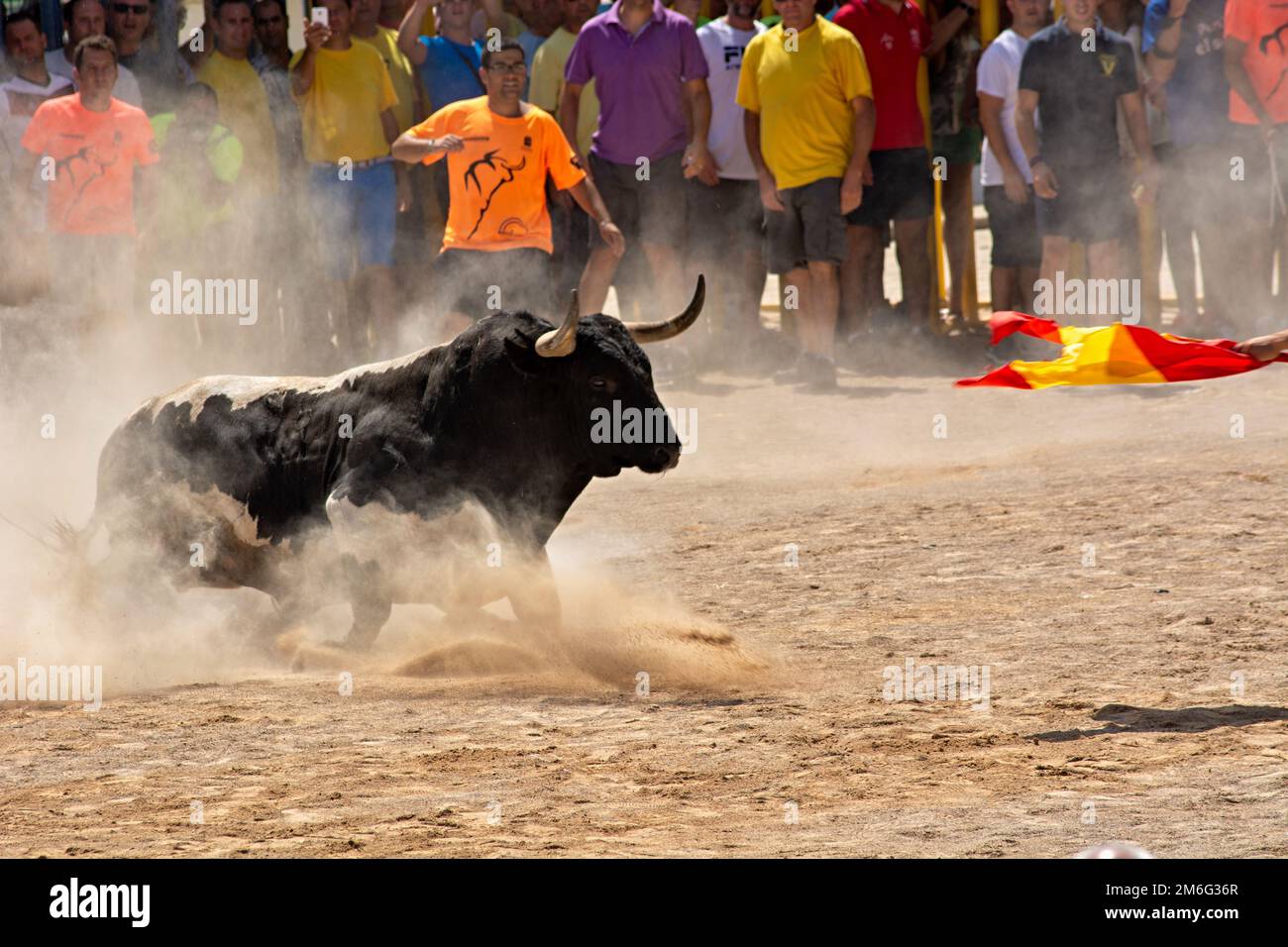 Traditional bull hunting in Spain Stock Photo - Alamy