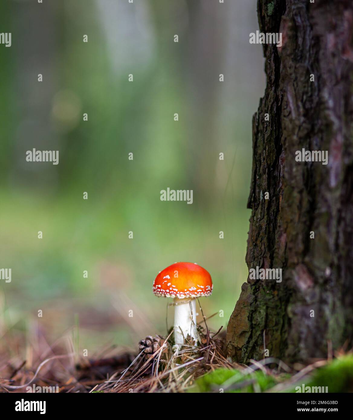 An inedible mushroom is a red fly agaric near a tree close-up Stock ...