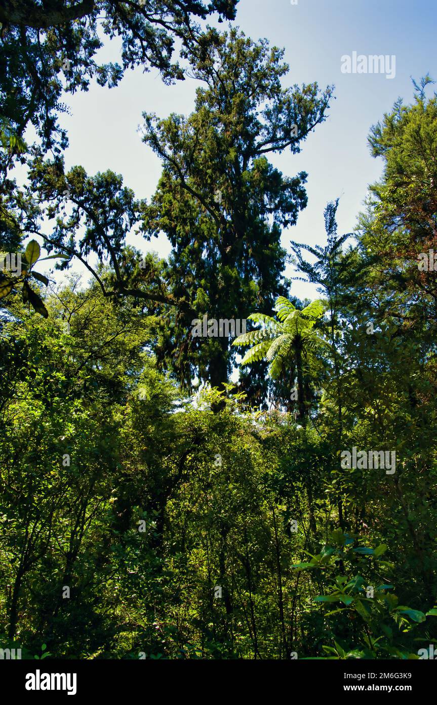 Subtropical rainforest along the Abel Tasman Coast Track between ...