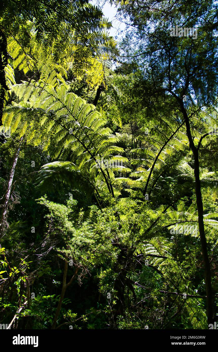 Sunlight falling on the giant leaves of a tree fern in Abel Tasman ...