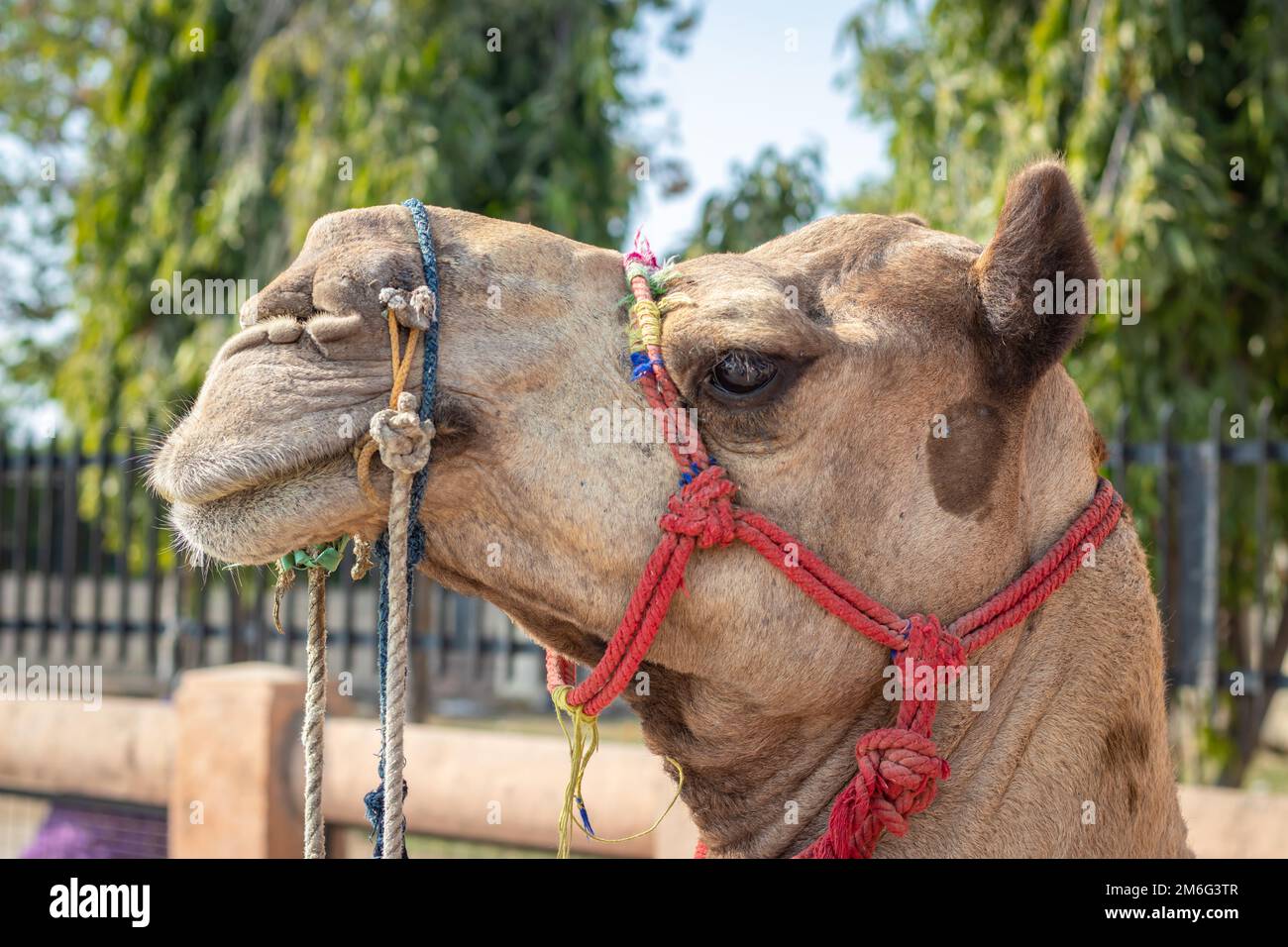 isolated camel head shot close up from flat angle Stock Photo - Alamy