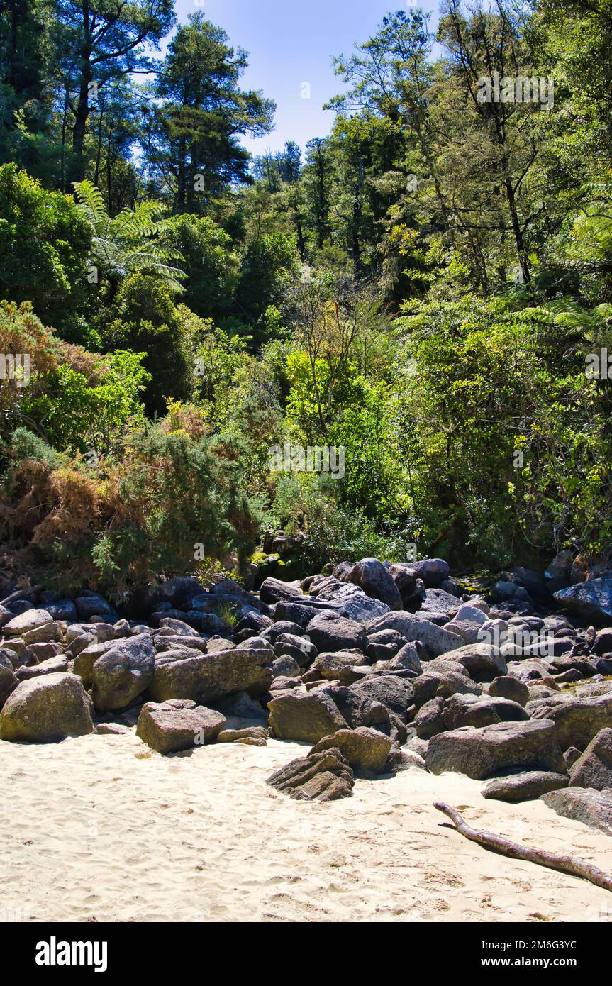 Lush rainforest and large boulders along the beach at Stilwell Bay, Abel Tasman National Park ...