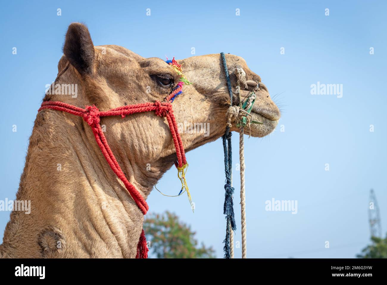 isolated camel head shot close up from flat angle with bright sky ...