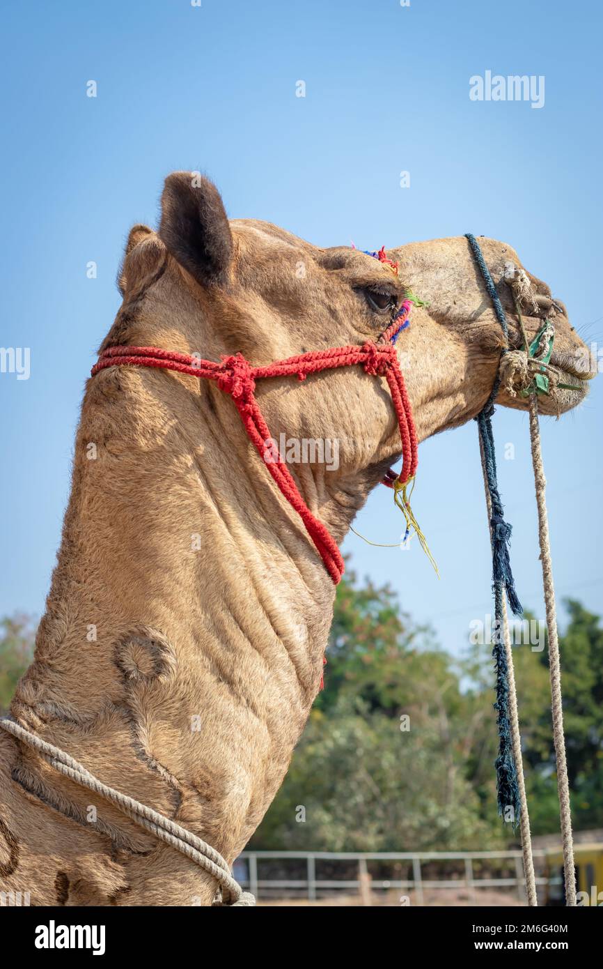 isolated camel head shot close up from flat angle with bright sky ...