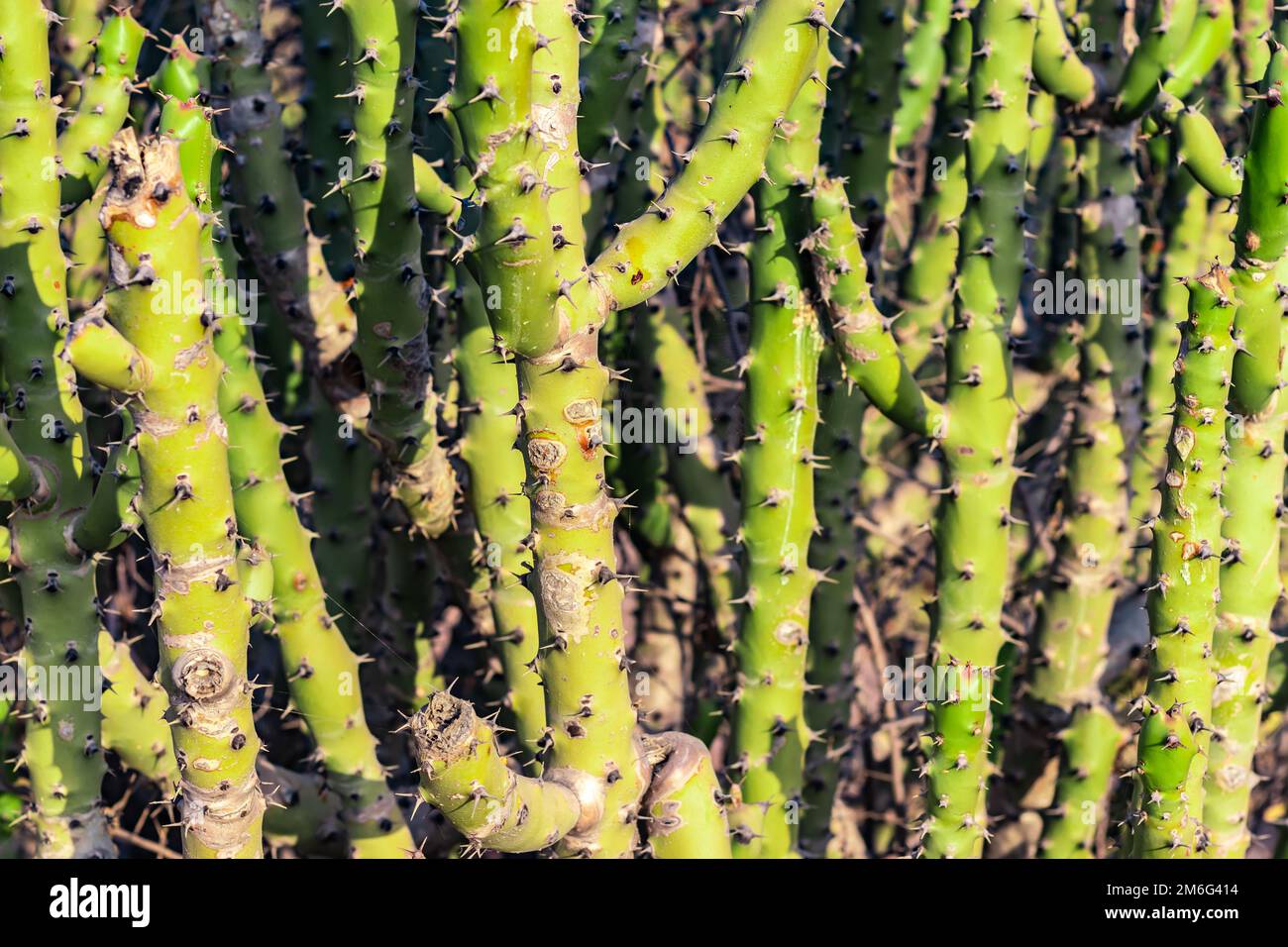 Euphorbia caducifolia tree from flat angle Stock Photo - Alamy