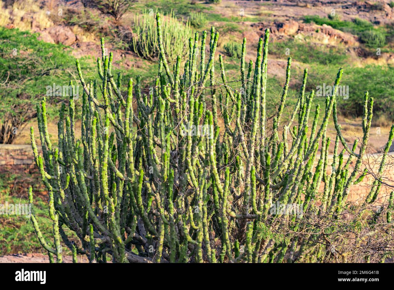 Euphorbia caducifolia tree from flat angle Stock Photo - Alamy