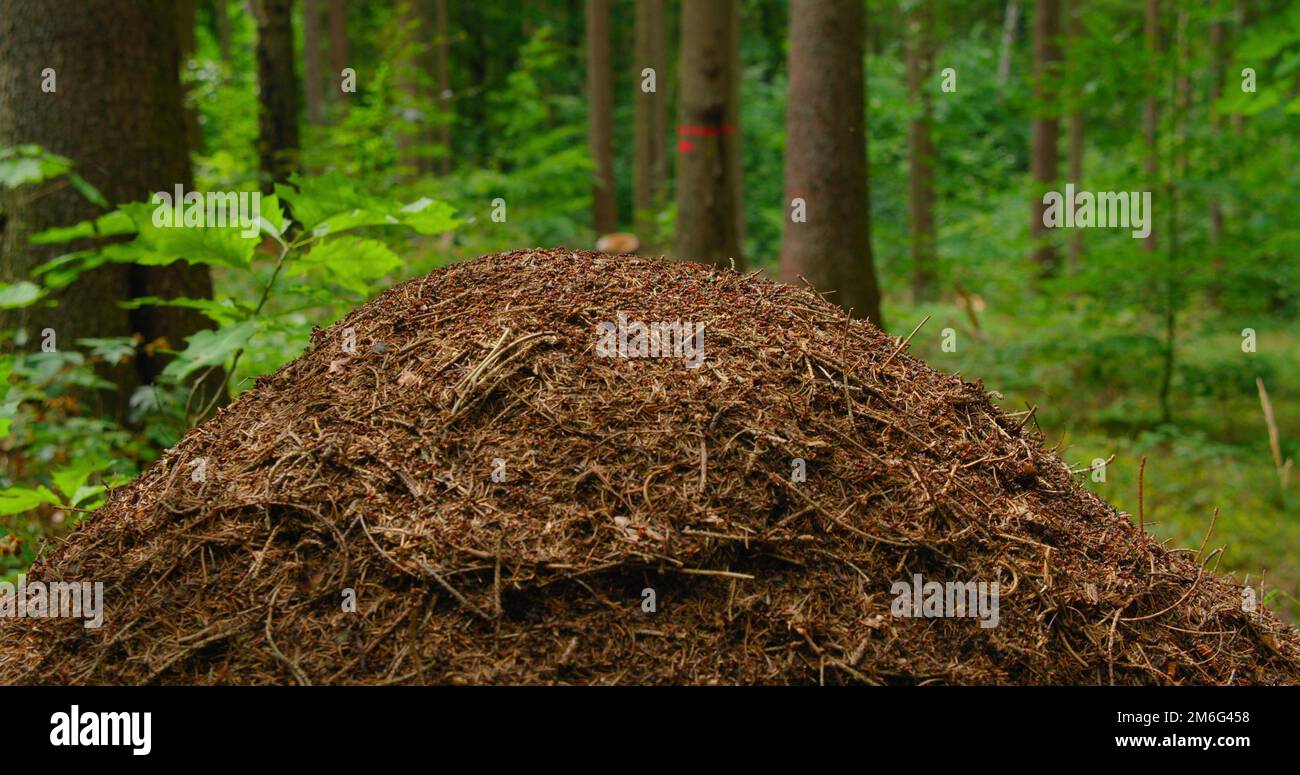 Wild life of ants in the forest in ant-heap. Anthill, formicary ...