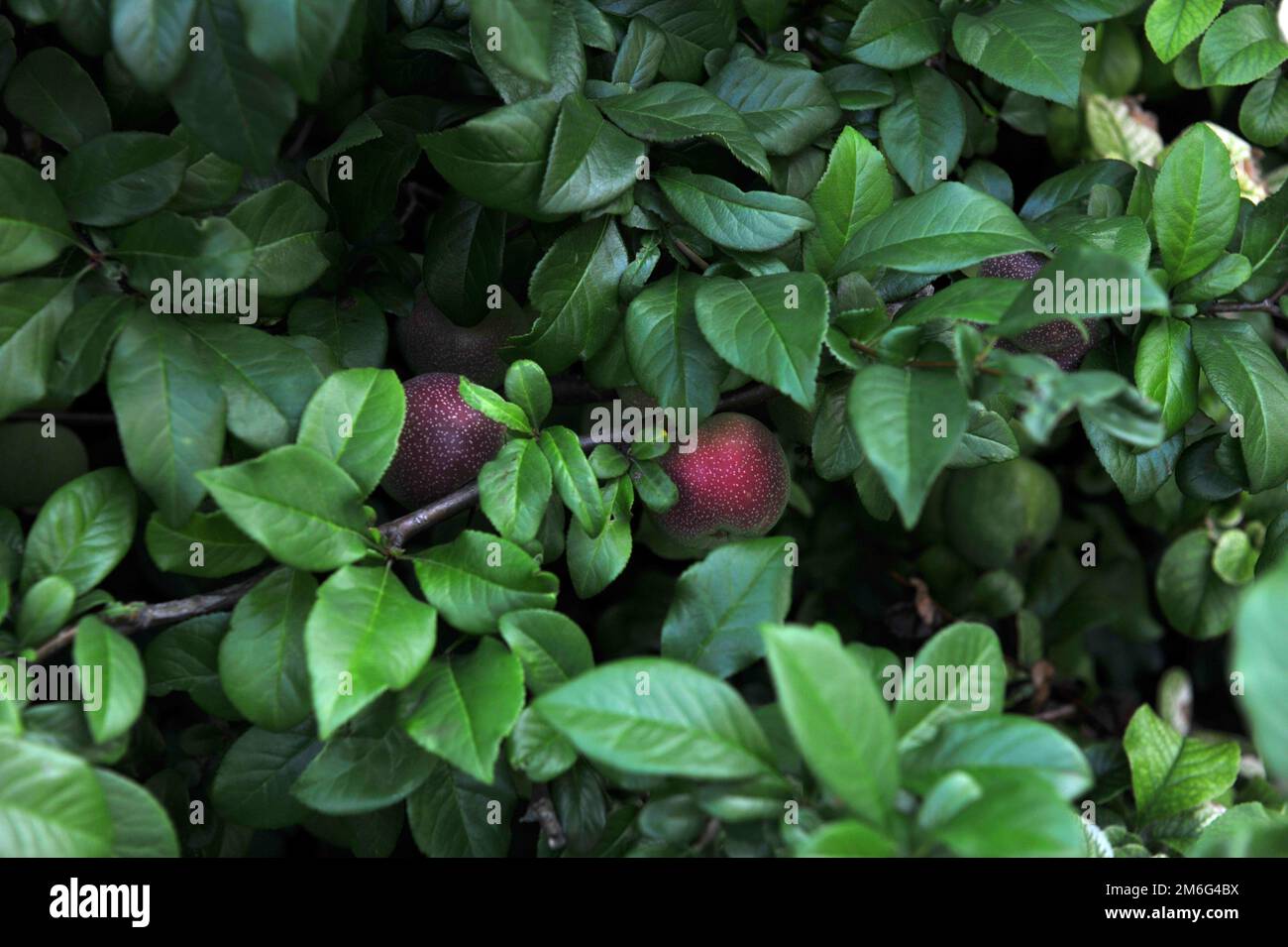 Yama nashi hi-res stock photography and images - Alamy