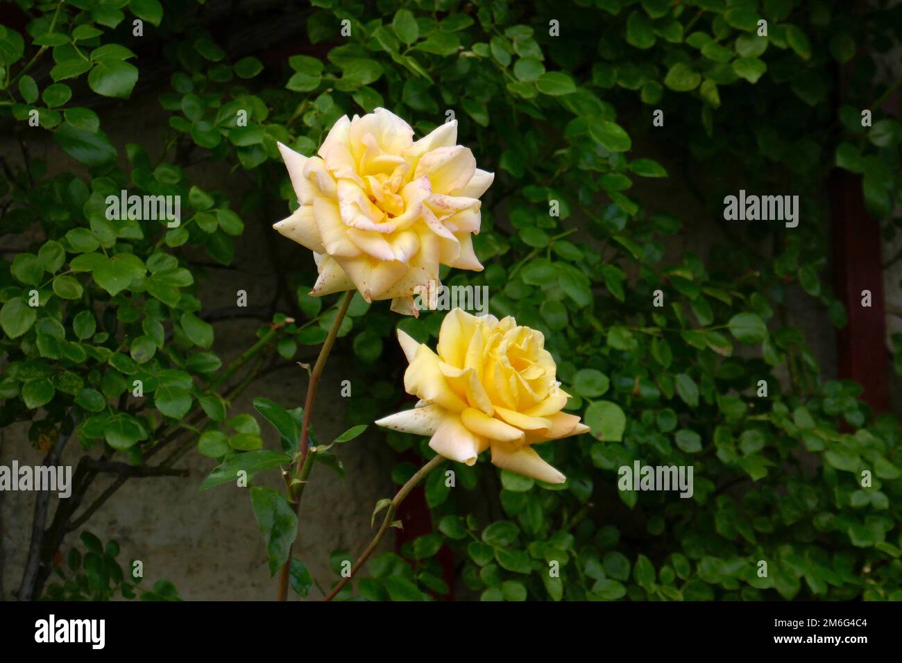 Goldspatz hi-res stock photography and images - Alamy