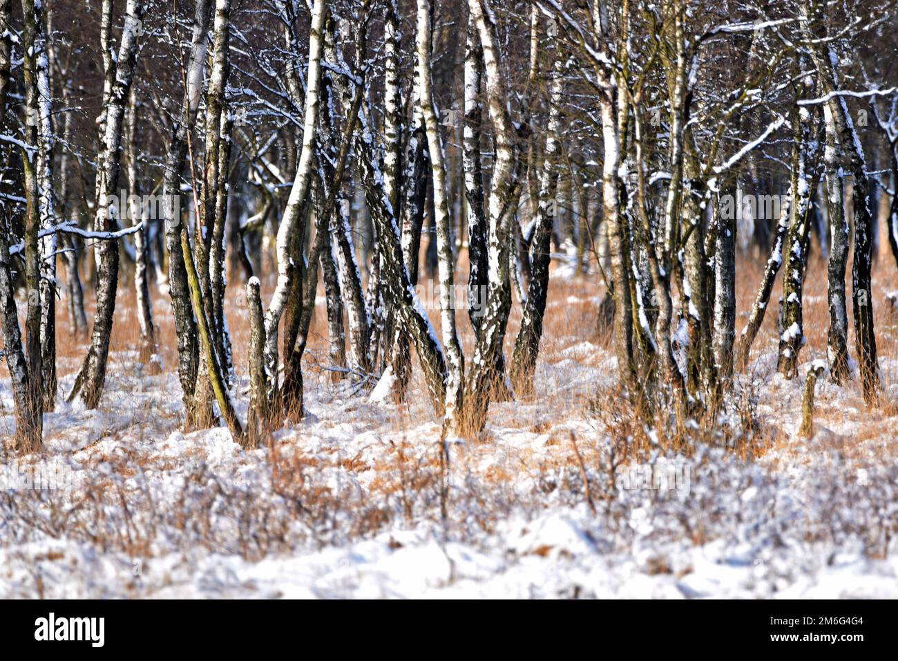 Birch trees snow hi-res stock photography and images - Alamy