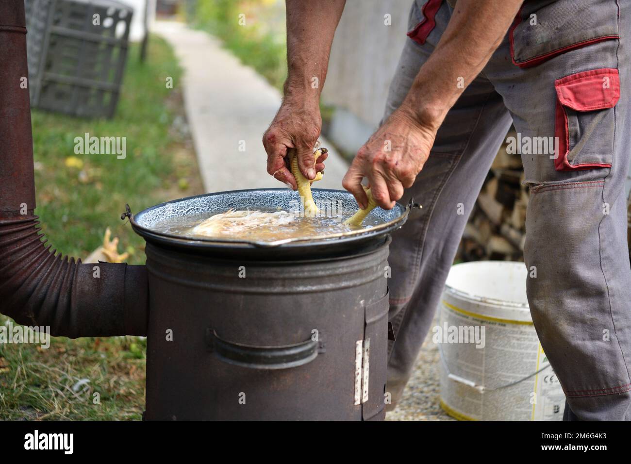 The butcher scalds a domestic hen in hot water in pot Stock Photo - Alamy