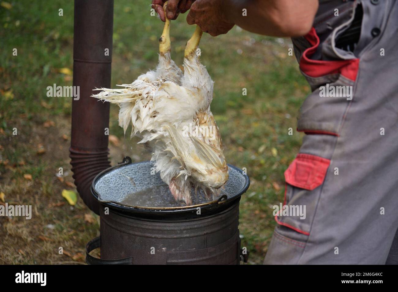 The butcher scalds a domestic hen in hot water in pot Stock Photo - Alamy