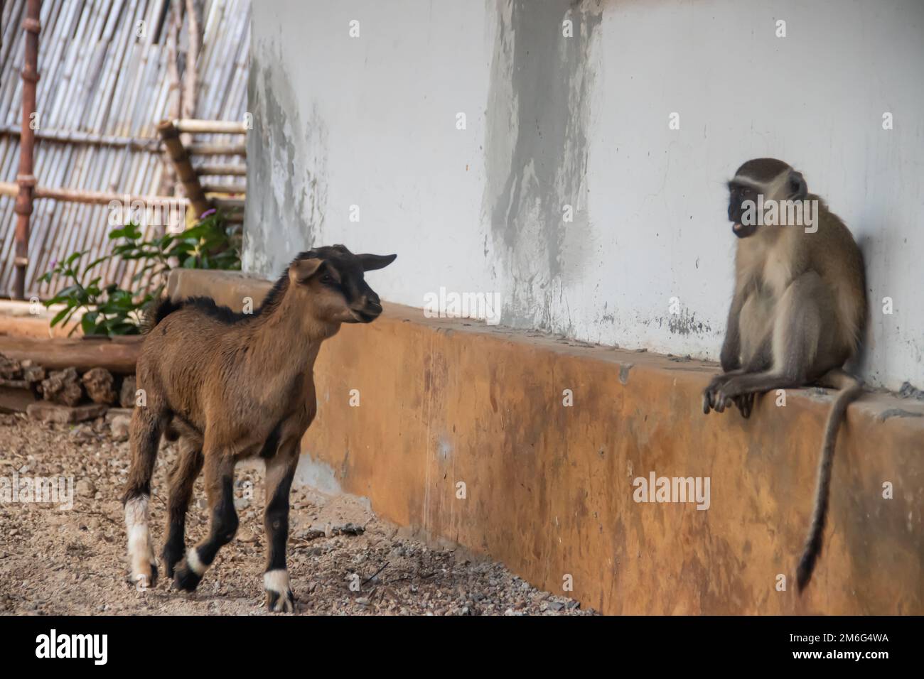 The monkey and the Goat as pets and friends in African village Stock ...