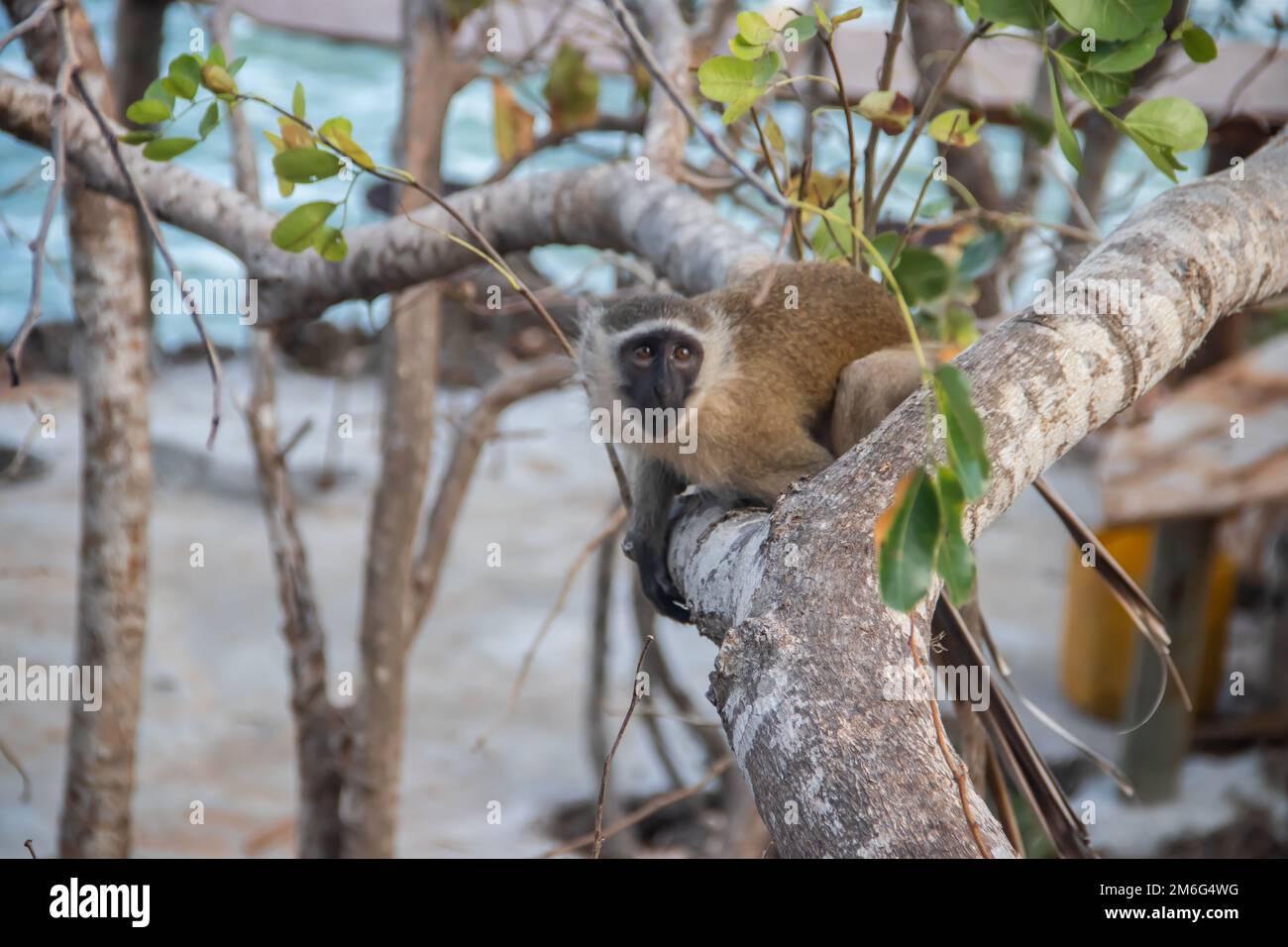 Adorable small monkey playing at the beach of Indian ocean at tropical ...