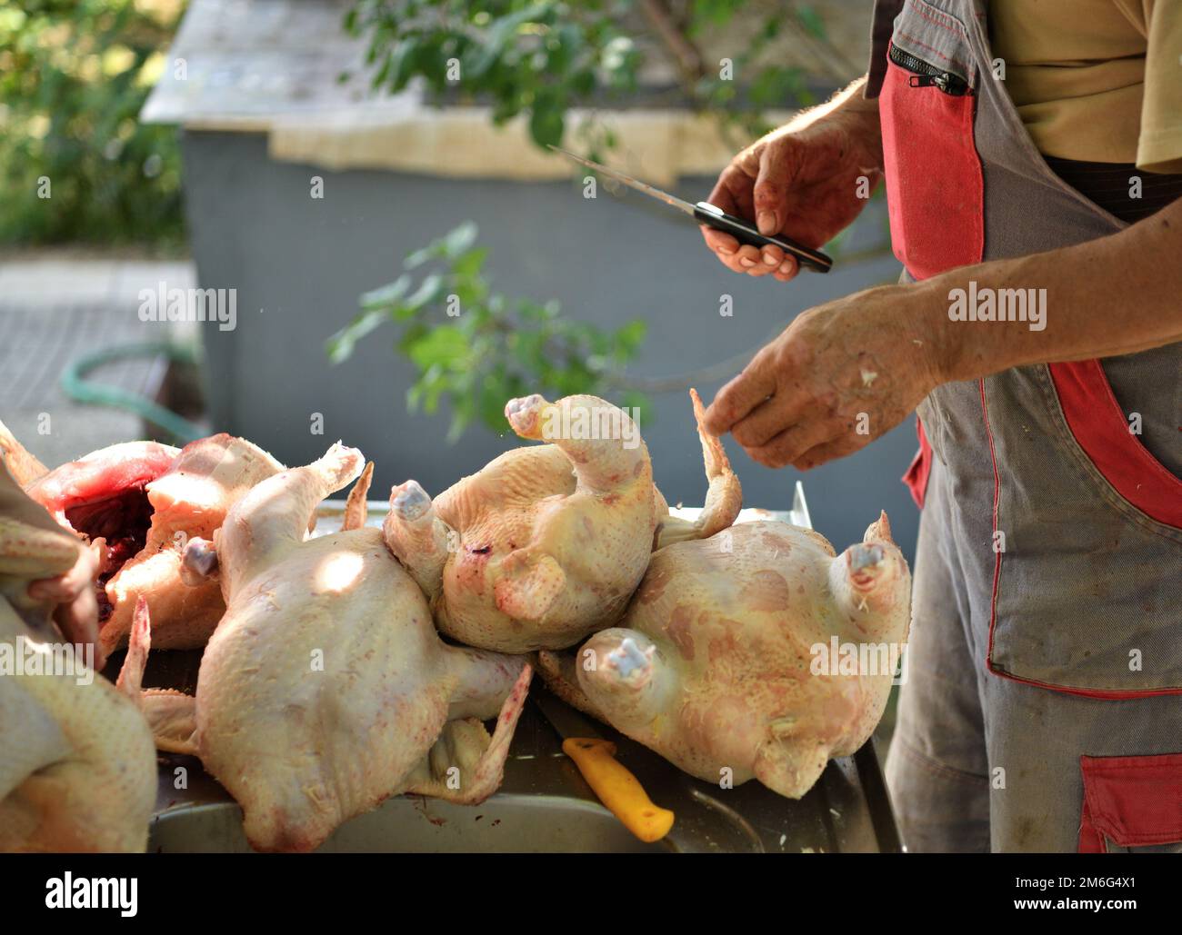 The butcher dissects the chicken from the entrails with a knife Stock ...