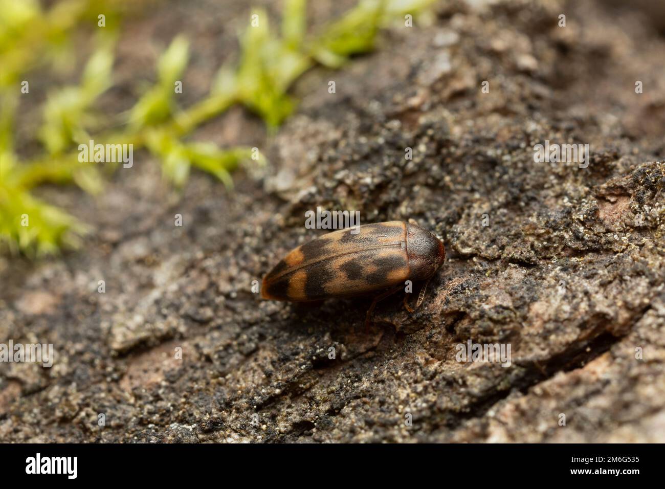 False darkling beetle, Orchesia undulata on aspen wood, this insect ...