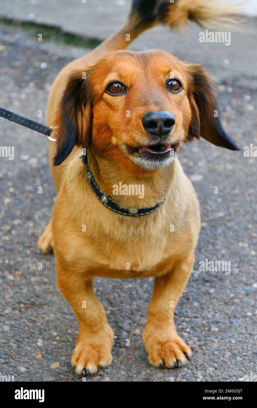 Dachshund for a walk hi-res stock photography and images - Alamy