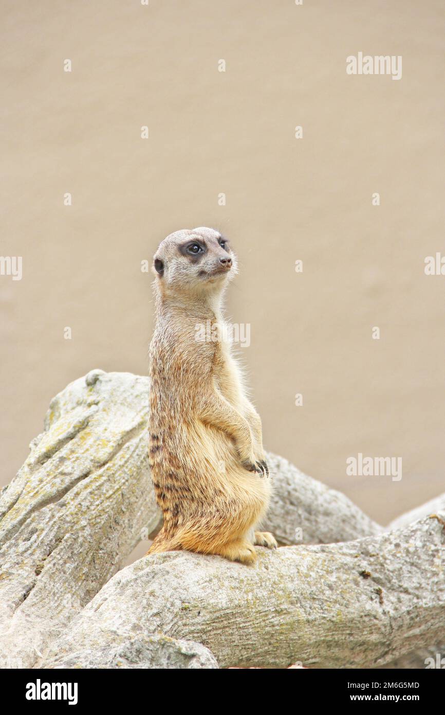 Meerkat is standing. Wary rodent stands on hind legs Stock Photo - Alamy